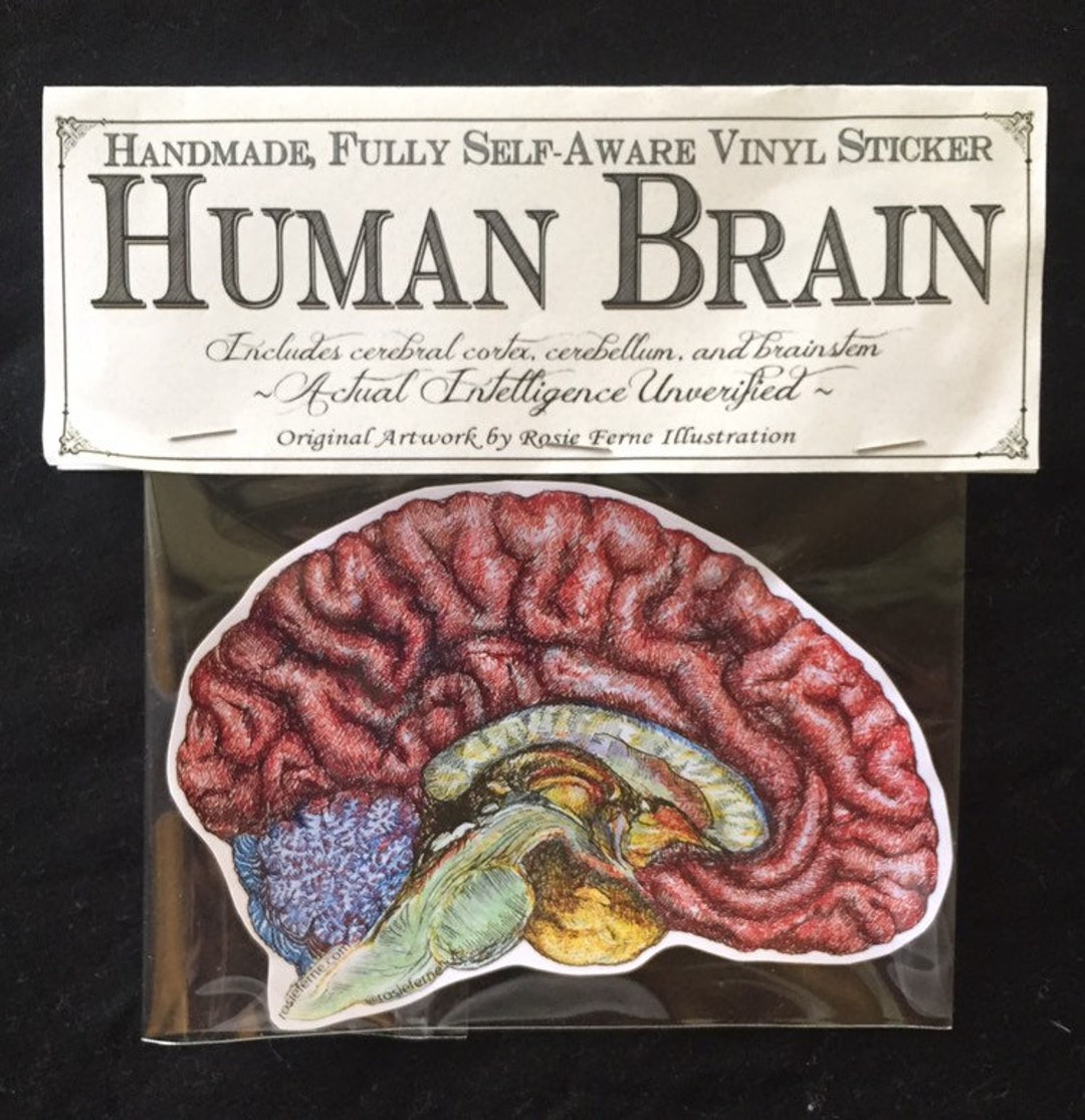 Human Brain Sticker Decal Vinyl Handmade Sticker With Original Human ...