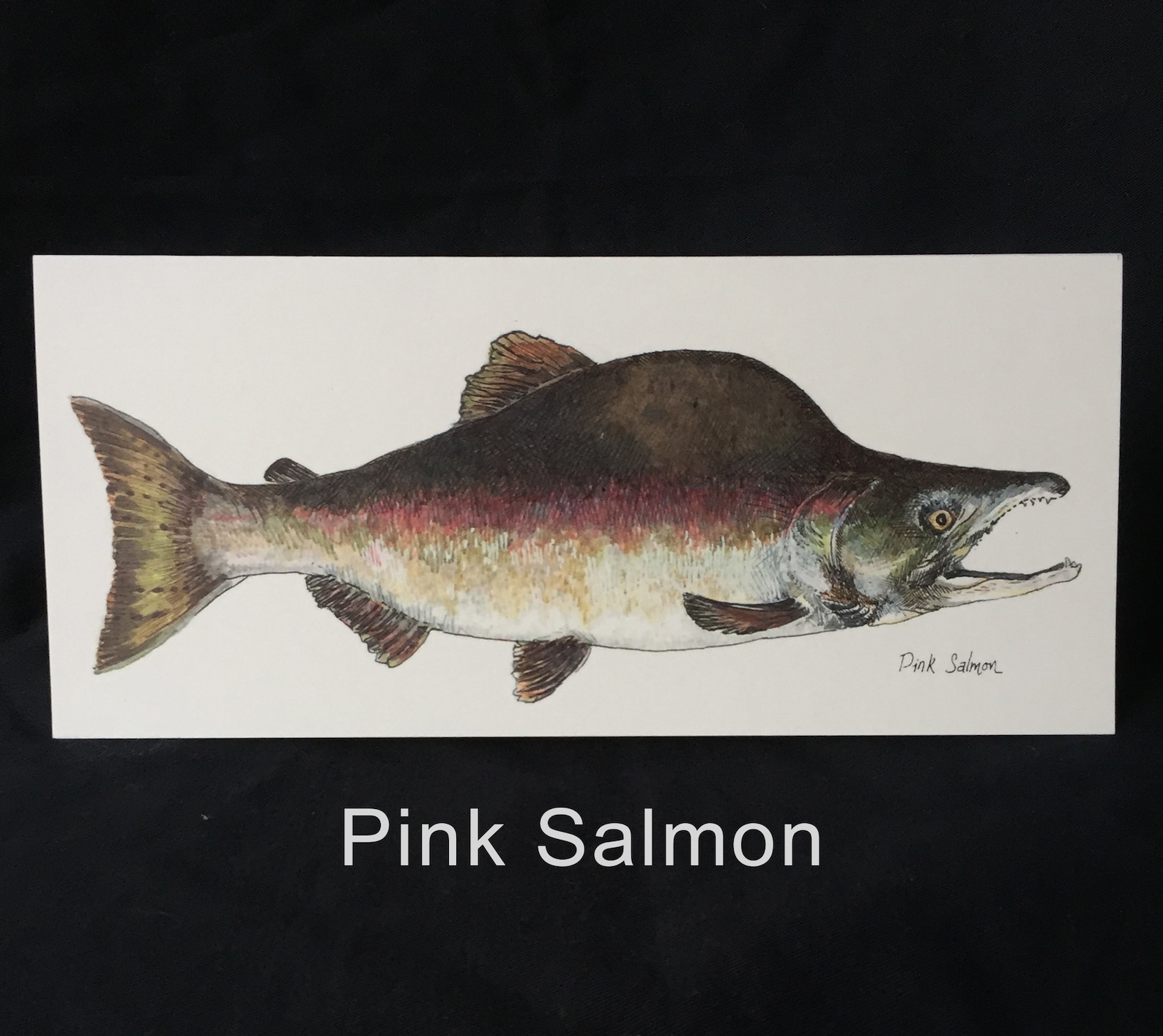 Salmon Card Set, 5 Card Gift Set With Sockeye, King, Coho, Pink, and ...