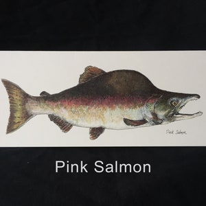 Salmon Card Set, 5 Card Gift Set With Sockeye, King, Coho, Pink, and ...