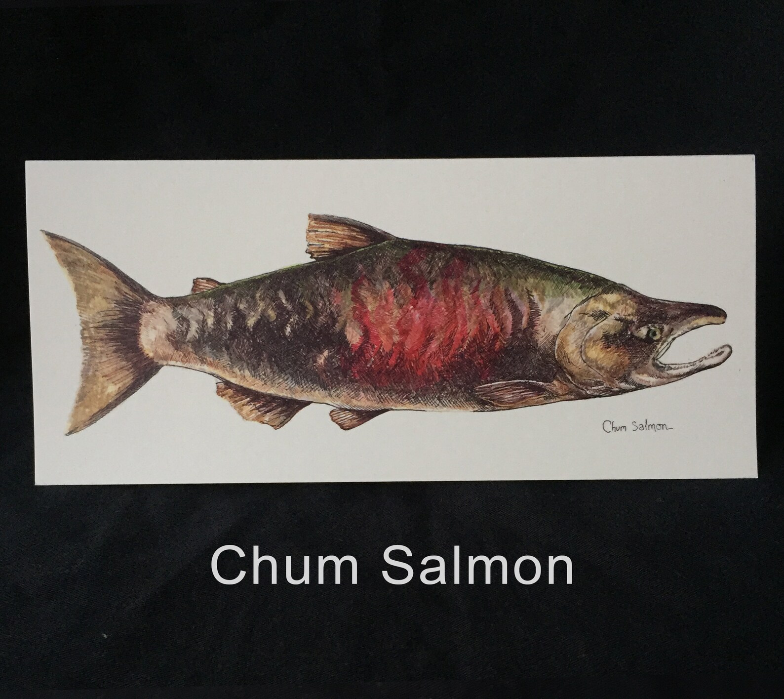 Salmon Card Set, 5 Card Gift Set With Sockeye, King, Coho, Pink, and ...