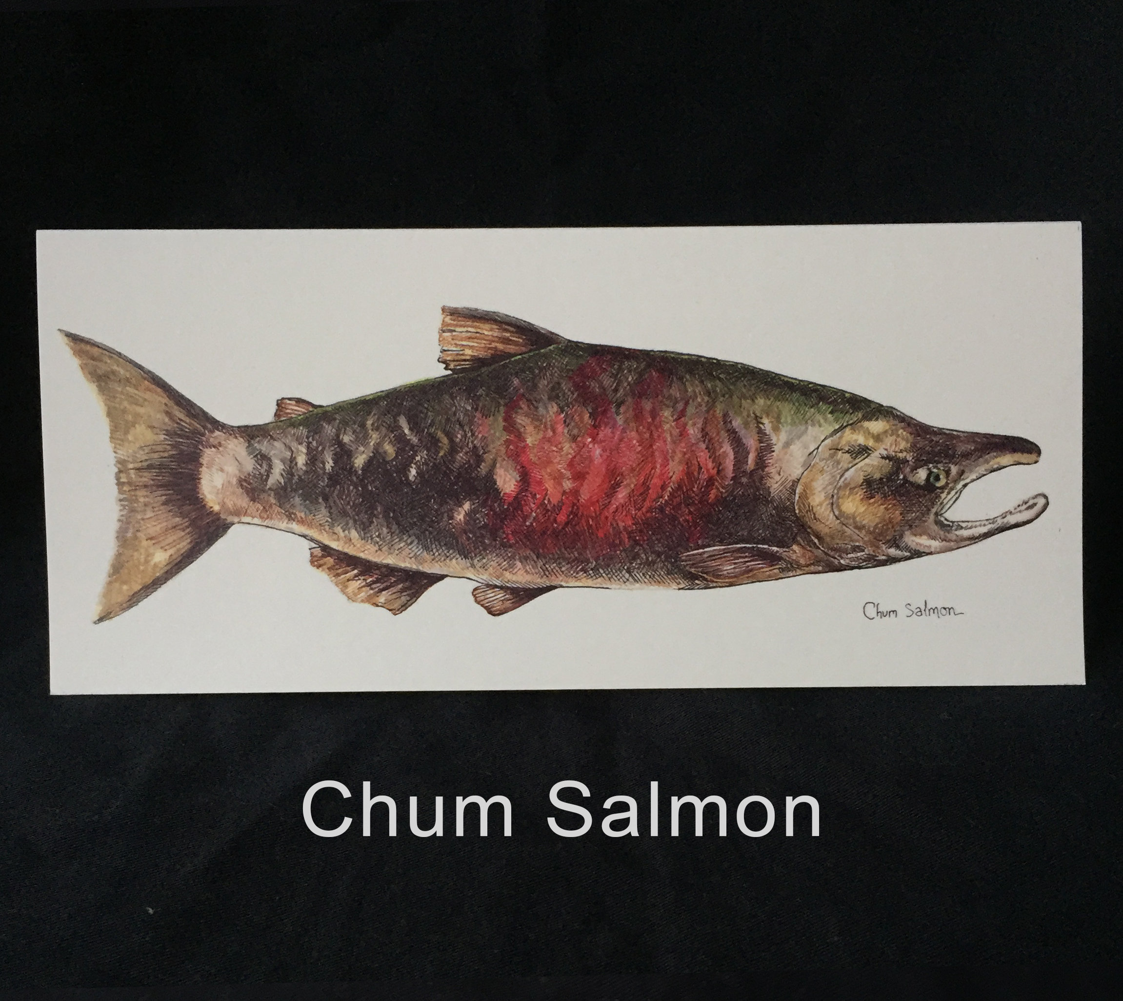 Salmon Card Set 5 Card Gift Set With Sockeye King Coho - Etsy
