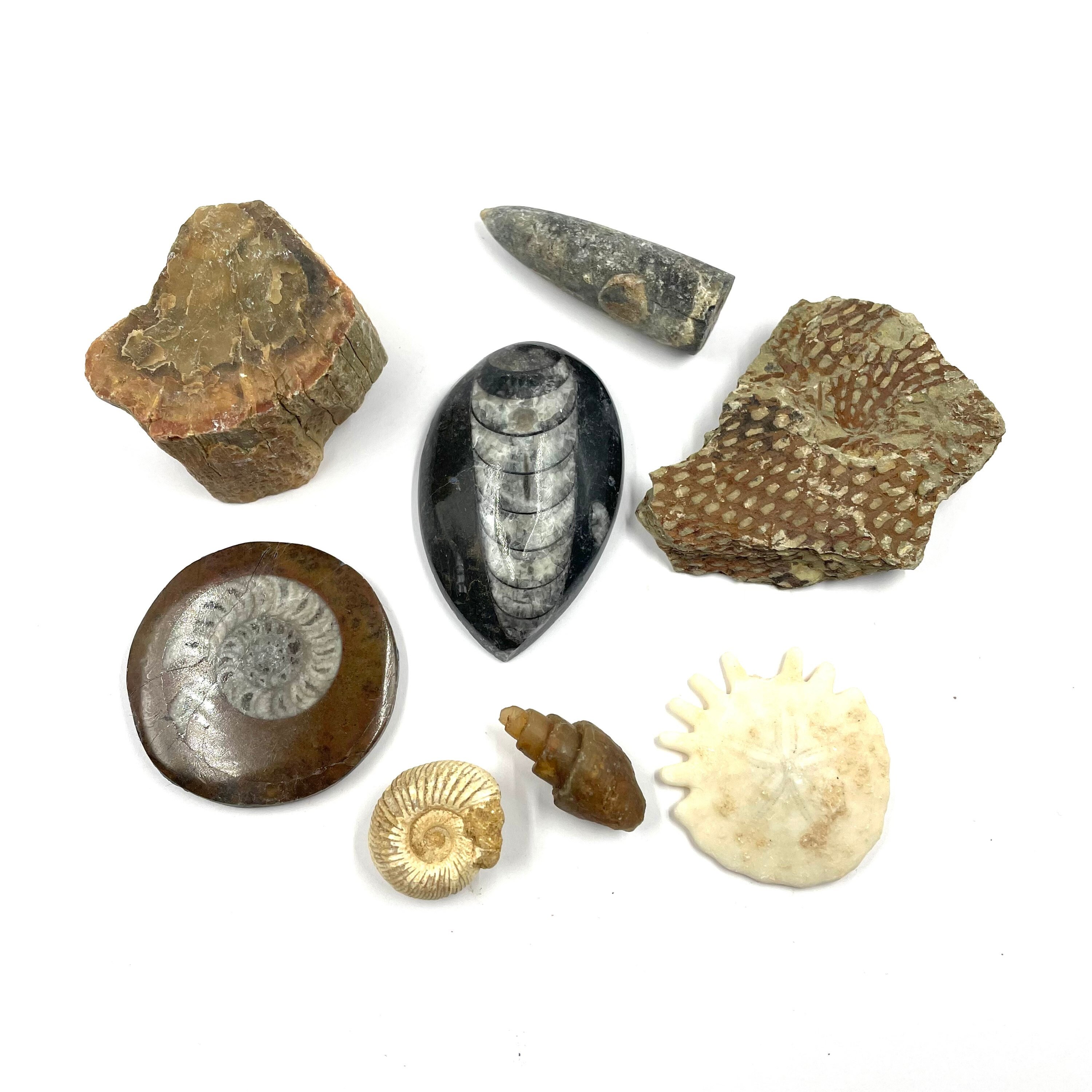 Rocks & Geodes Craft Supplies & Tools Science & Technology Crafting ...