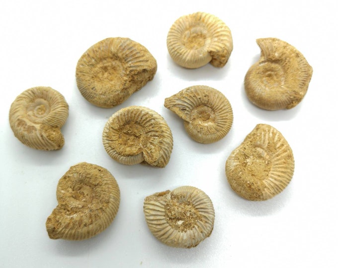Ammonite Whole Raw Genuine Fossil 2cm - Etsy