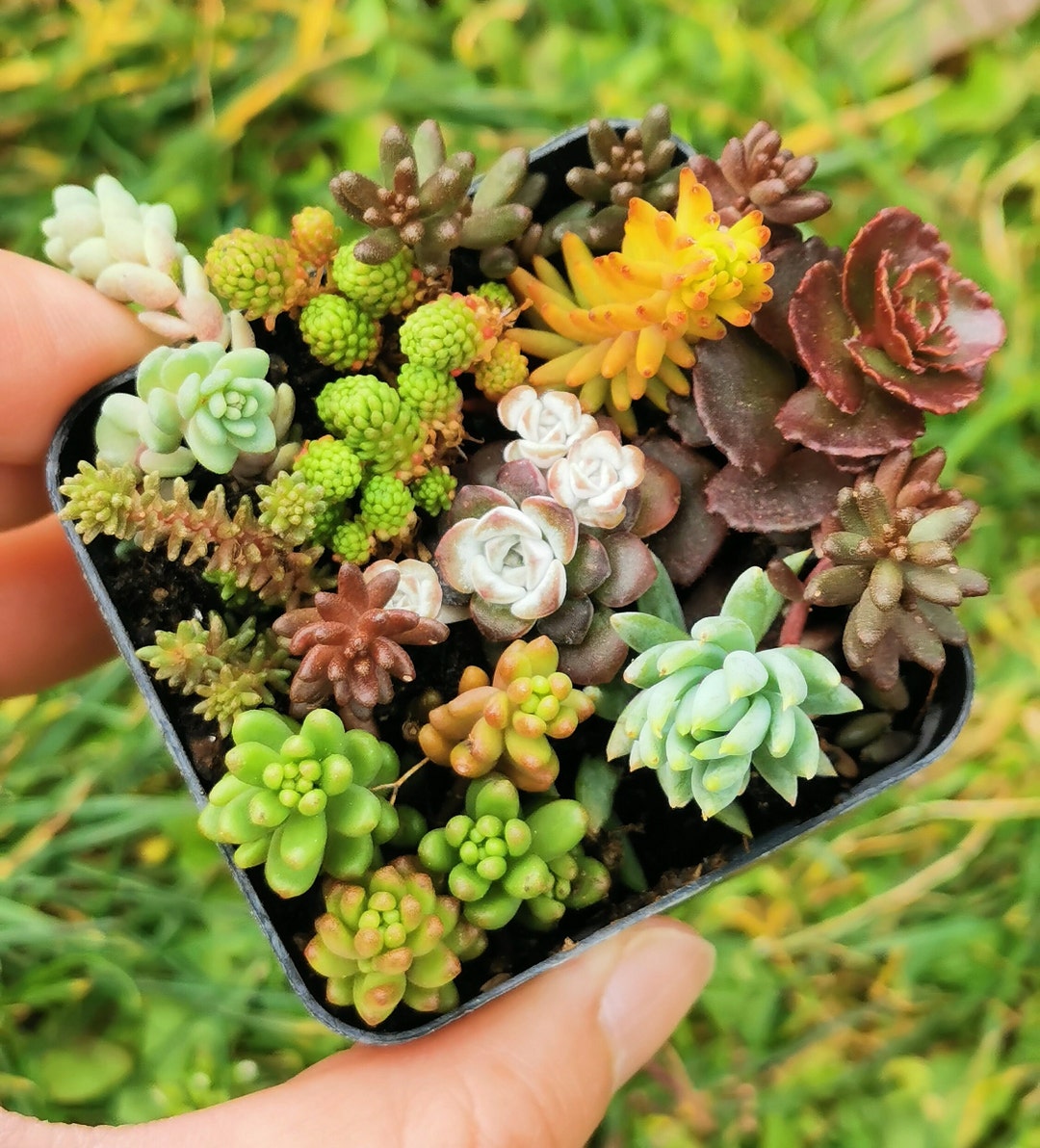 Rooted Fairy Garden Colorful Sedum Collection Succulent, Different ...