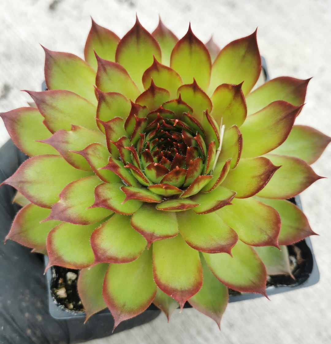 3.5 Colorful Sempervivum Hens and Chicks Cold Hardy Succulent - Etsy