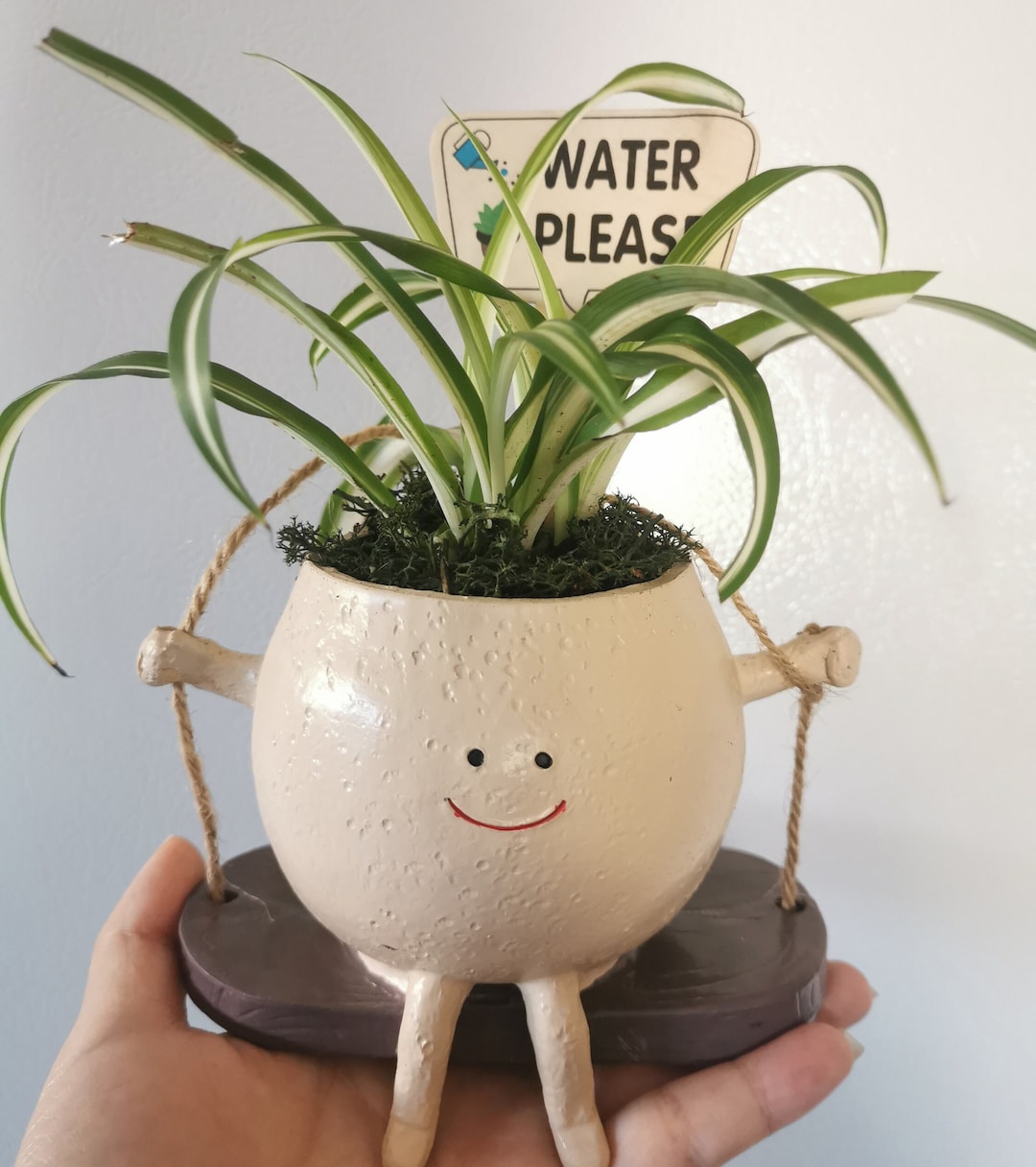 Live Variegated Spider Plant Extremely Easy-care Long Vines Houseplant ...