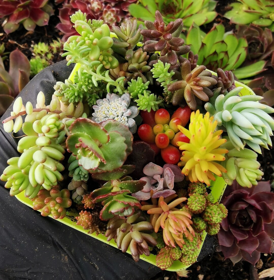 Rooted Fairy Garden Colorful Sedum Collection Succulent, Different ...