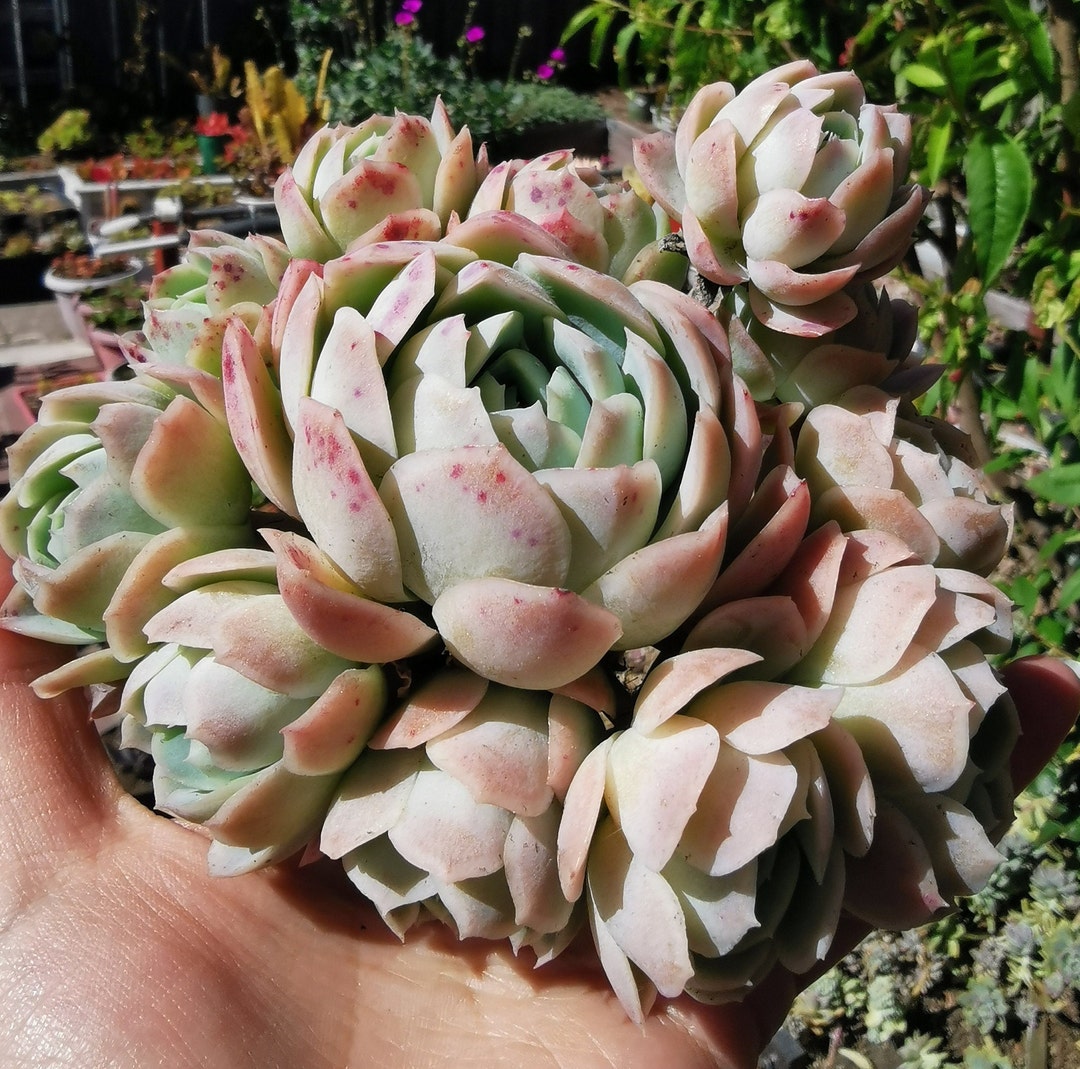 Rose Succulent Echeveria Elegans Hybrid 'mexican Snowball' 2" - Etsy