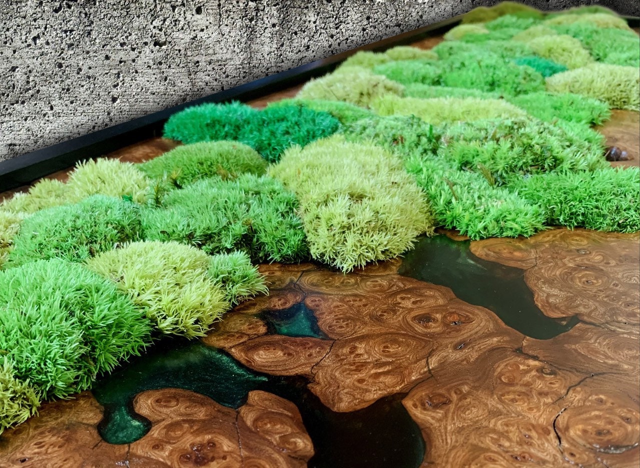 Preserved NOW SOLD Bun Moss River Live Edge English - Etsy