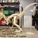 Raptor Dinosaur Pattern. Dxf and SVG Format Files for Router or Laser ...