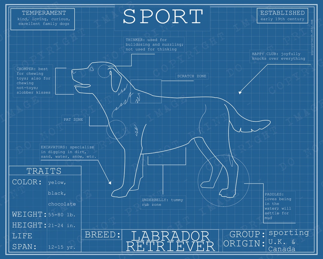 Dog Breed Blueprint Custom Pet Portrait Labrador Puppy Poster Blue ...