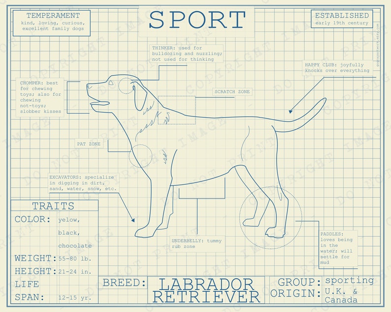 Dog Breed Blueprint Custom Pet Portrait Labrador Puppy Poster - Etsy