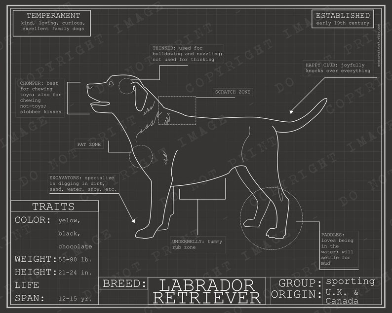 Dog Breed Blueprint Custom Pet Portrait Labrador Puppy Poster - Etsy