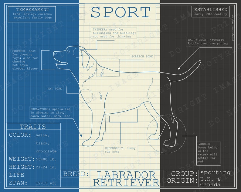 Dog Breed Blueprint Custom Pet Portrait Labrador Puppy Poster - Etsy