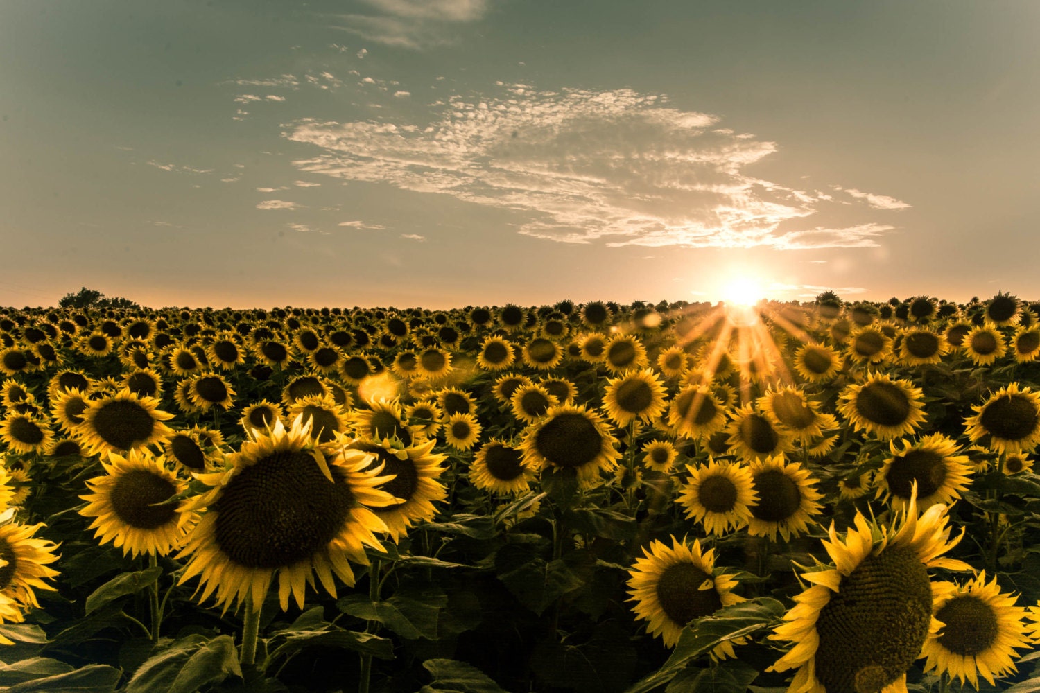 Sunflower and Sun Flair, Fine Art Photography, Photography Print by ...