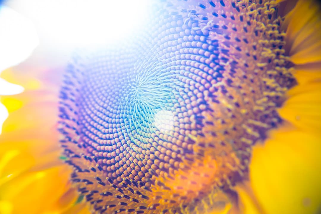 Sunflower Sun Flair, Fine Art Photography by Pitts Photography - Etsy