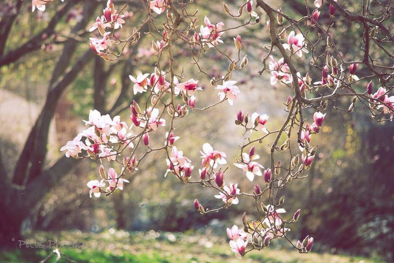 Magnolia Tree in Bloom, Fine Art Photography by Pitts Photography - Etsy