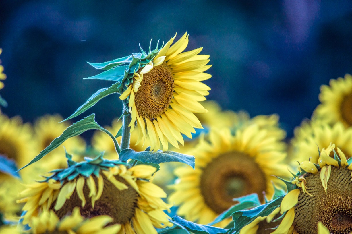 Stand Out From the Crowd, Sunflower Print, Fine Art Photography by ...
