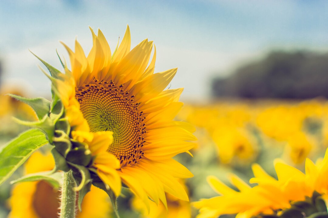 Stand Out From the Crowd, Sunflower Print, Fine Art Photography by ...
