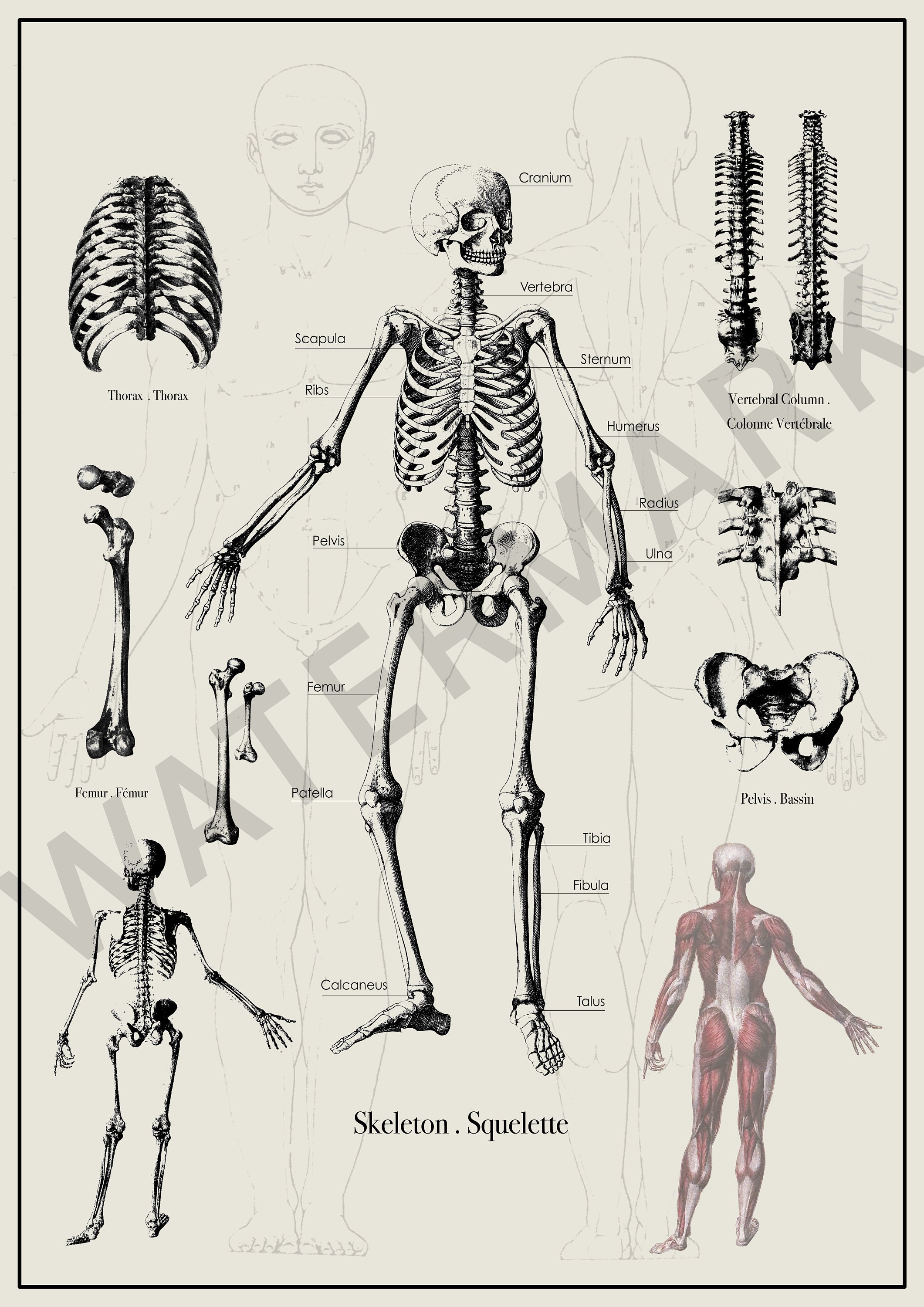 Skeleton Anatomy Poster - Etsy