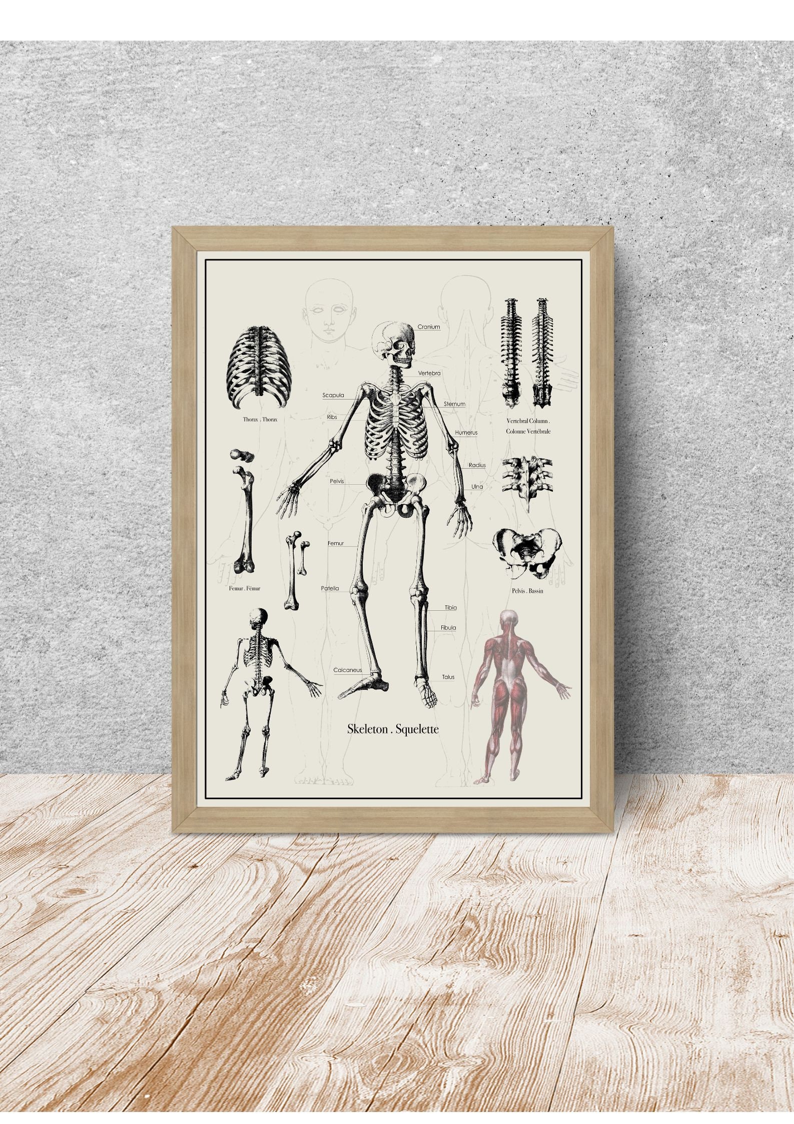 Skeleton Anatomy Poster - Etsy