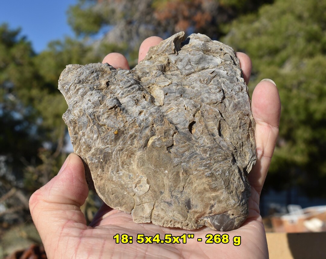 4-5" OYSTER SHELL Fossils * Choice of 10 * Authentic Prehistoric ...