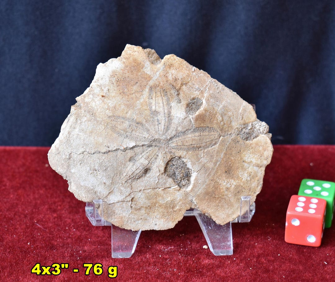 SAND DOLLAR Fossils Choice of 10 3-4 Authentic Prehistoric Fossilized ...