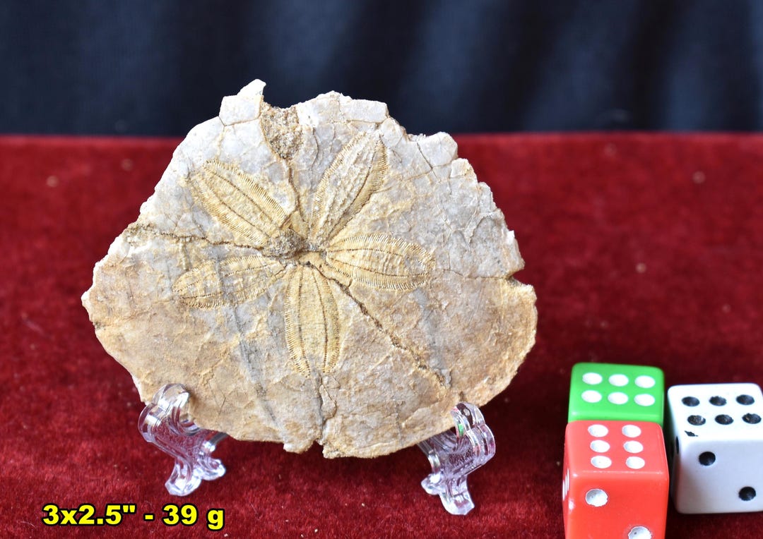 SAND DOLLAR Fossils * Choice of 10 3-4" Authentic Prehistoric ...