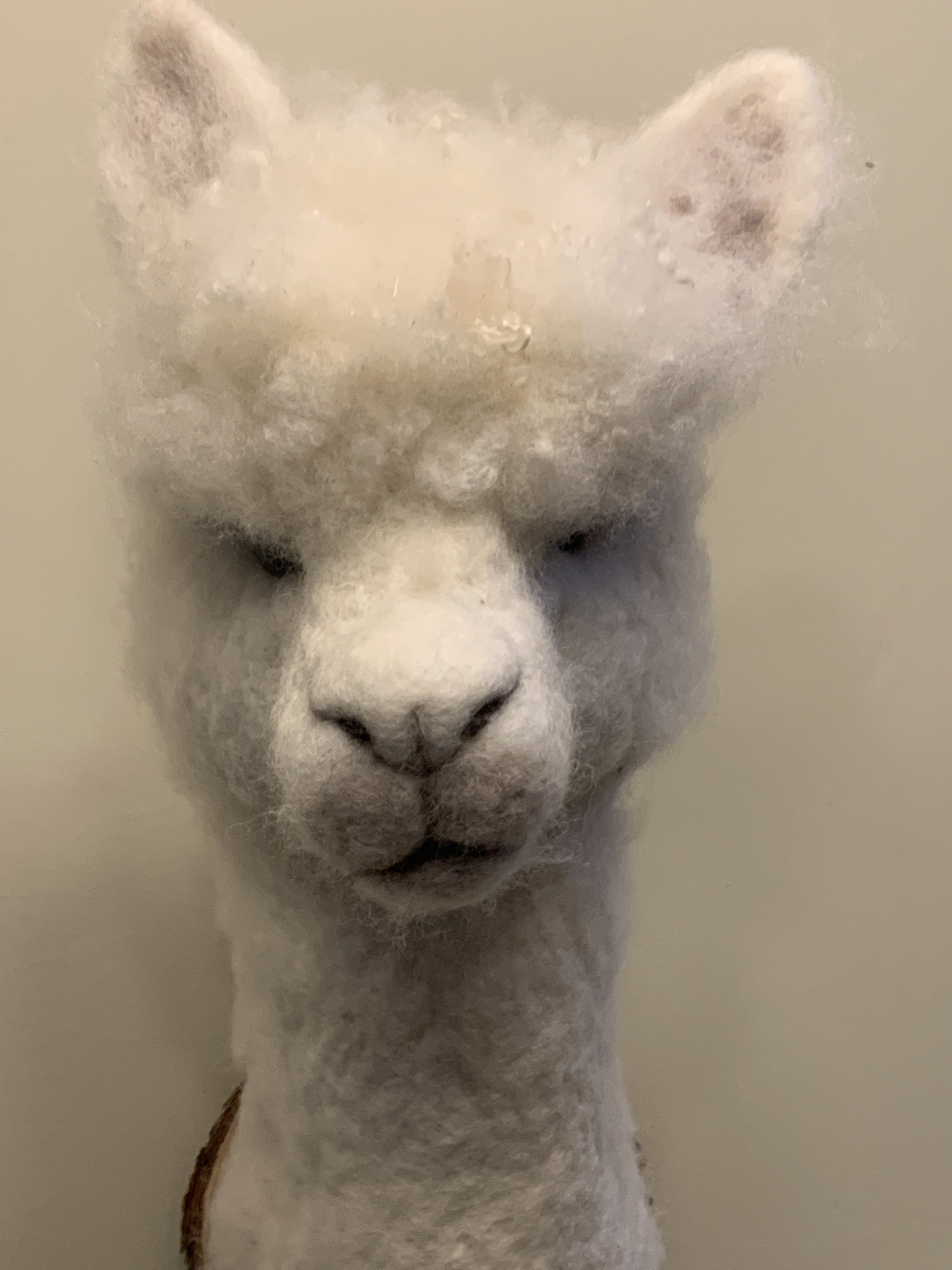 Needle Felted Alpaca Head Wall Hanging. Made to Order - Etsy