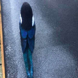 Needle Felted Lifesize Magpie, Made to Order. - Etsy