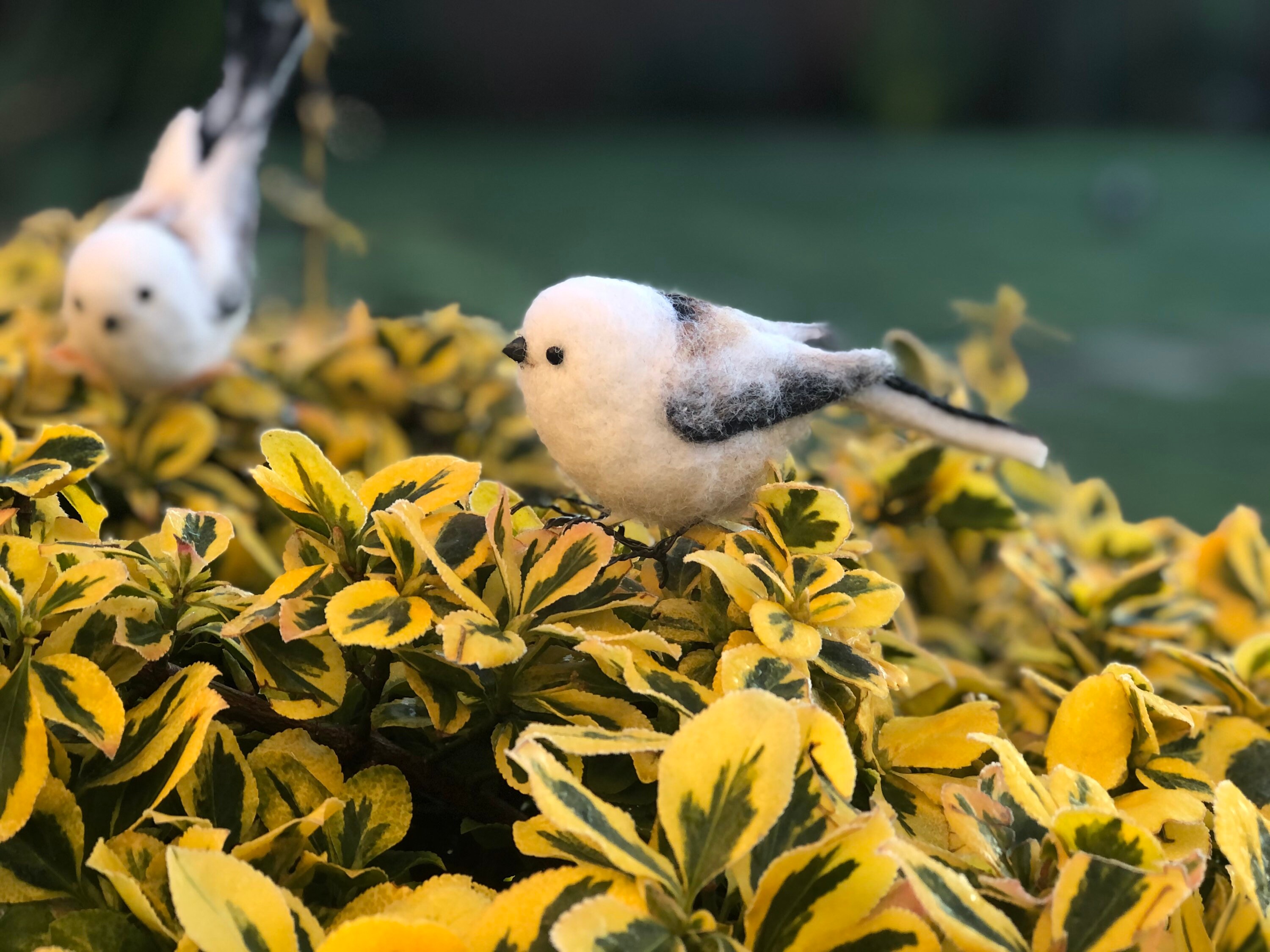 Needle Felted Long Tailed Tit or Cotton Wool Bird Asian - Etsy UK