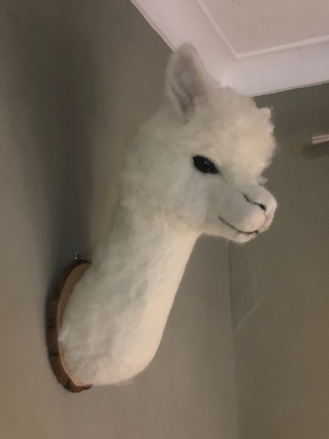 Needle Felted Alpaca Head Wall Hanging. Made to Order - Etsy