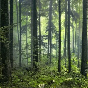 Dark Green Misty Forest Wall Mural Wallpaper, Peel and Stick Wood ...