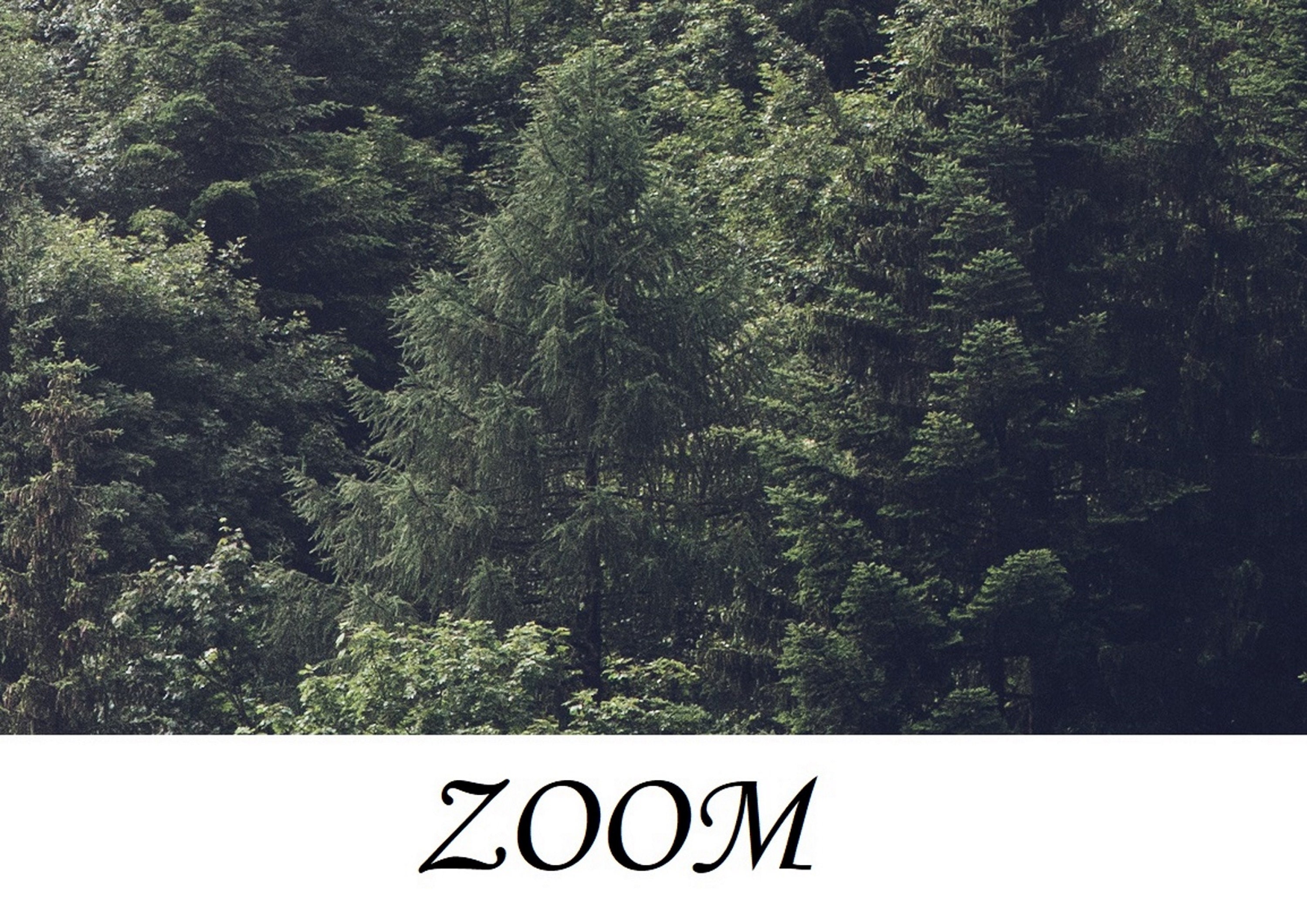 Foggy Forest Wallpaper Mural Green Landscape Removable Peel and Stick ...