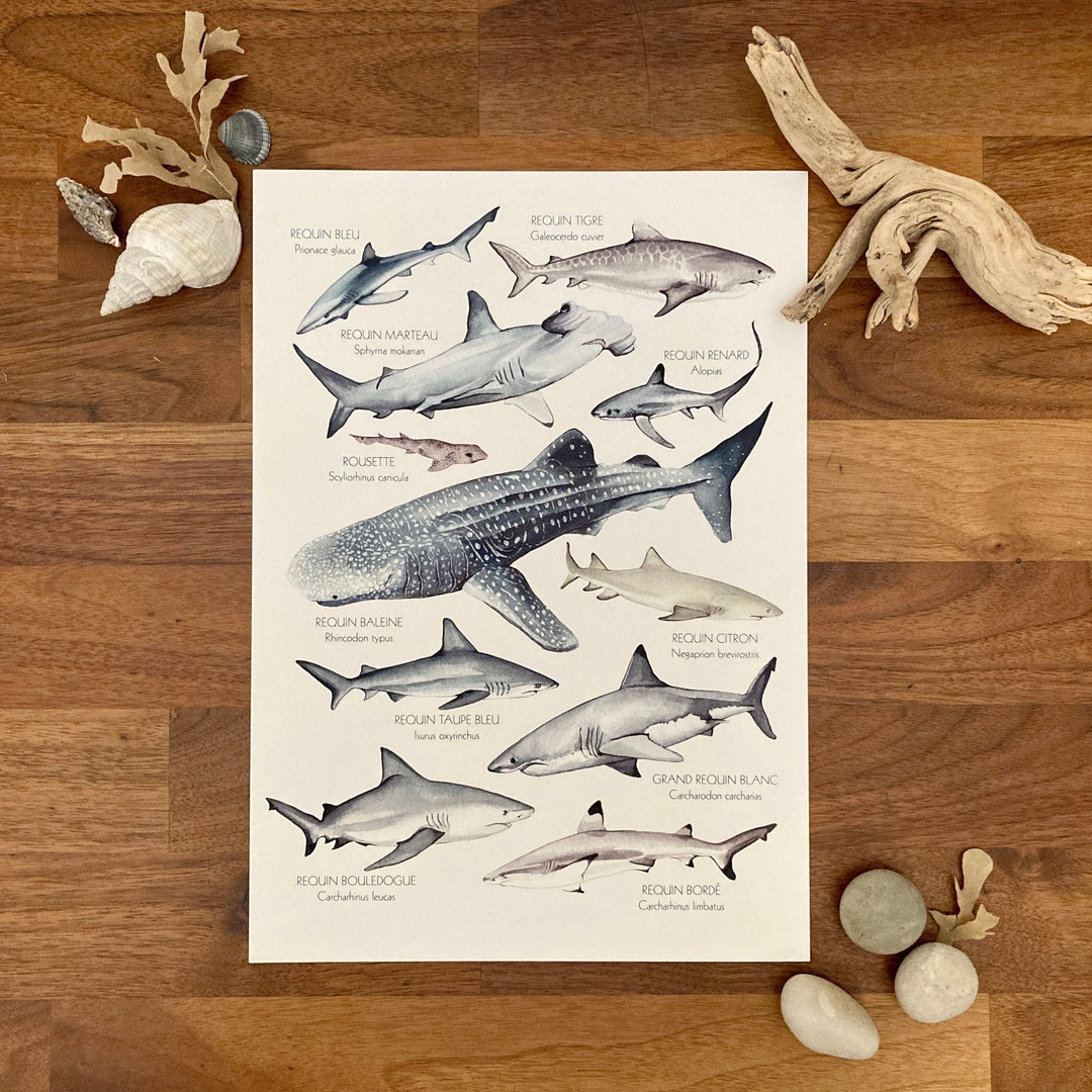 Watercolor Sharks Art Print A5/A4/A3 Shark Poster Whale - Etsy