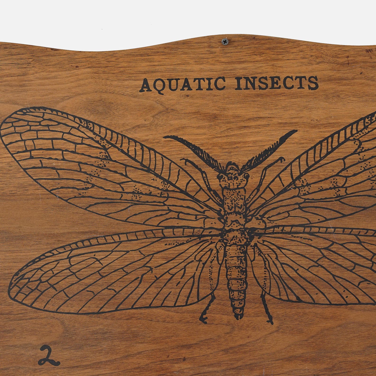 Hand Drawn Insect Drawing Original Ink Insect Drawing Insect - Etsy