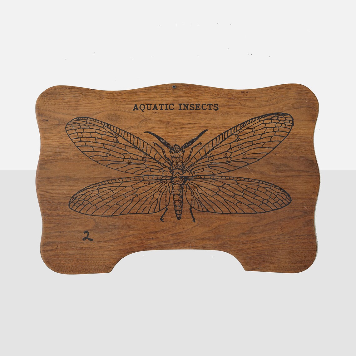 Hand Drawn Insect Drawing Original Ink Insect Drawing Insect - Etsy