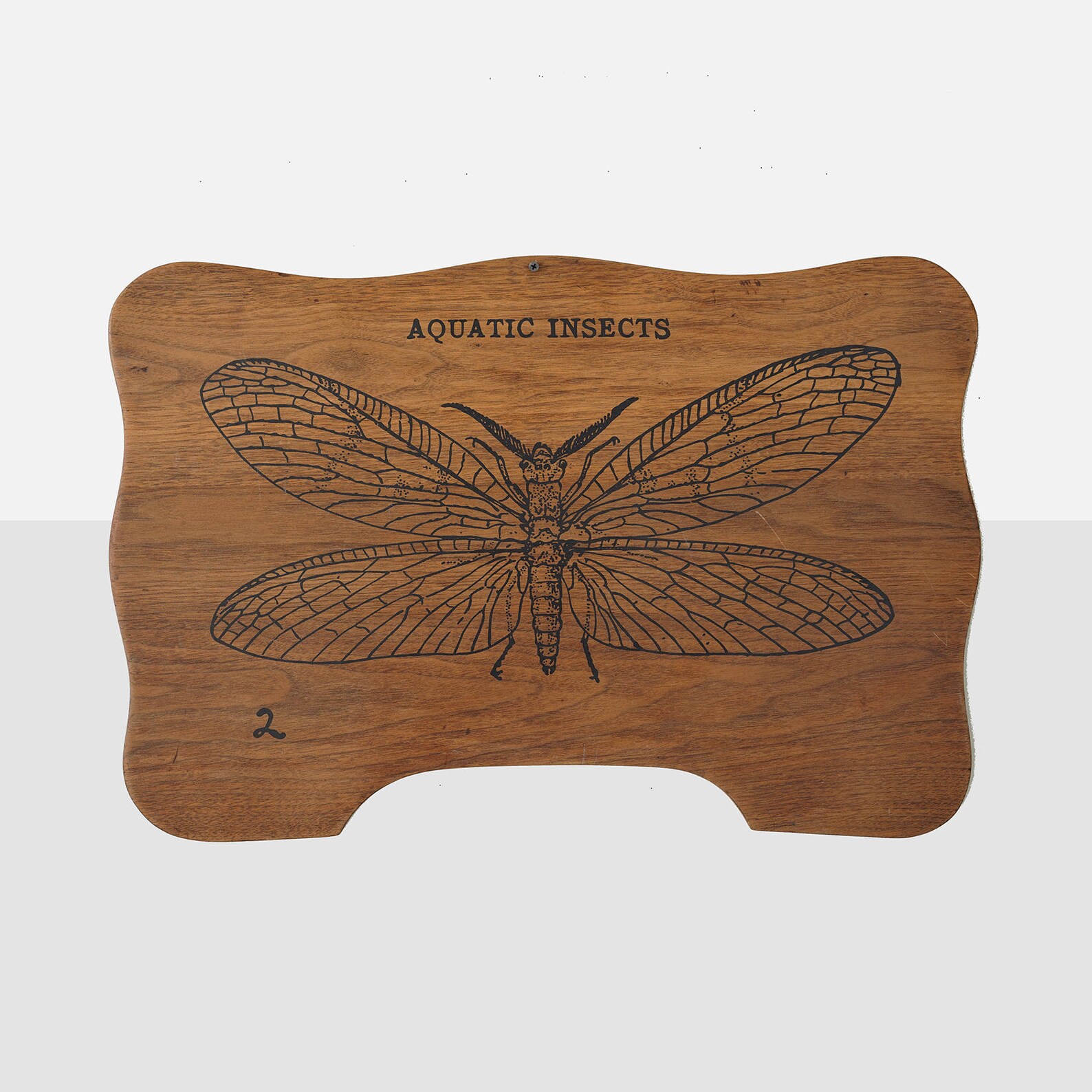 Hand Drawn Insect Drawing Original Ink Insect Drawing Insect - Etsy