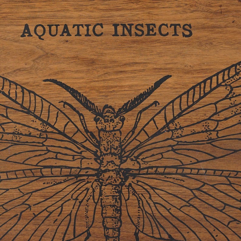 Hand Drawn Insect Drawing Original Ink Insect Drawing Insect - Etsy