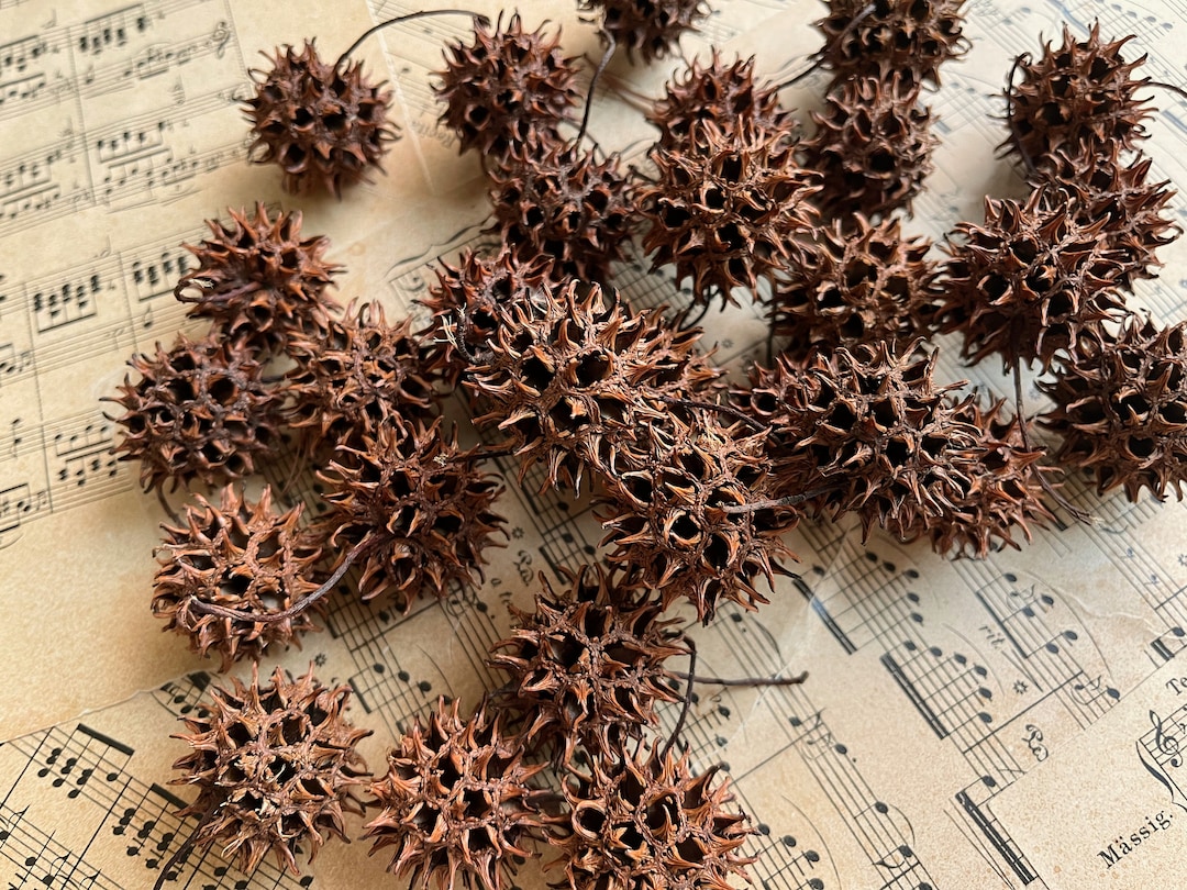 50 Dried Witches Burrs Sweetgum Sweet Gum Tree Balls Pods Ball Dry Ball ...