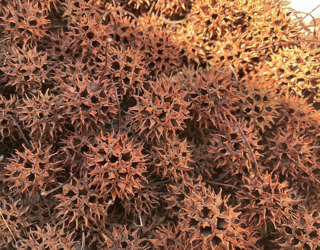 50 Dried Witches Burrs Sweetgum Sweet Gum Tree Balls Pods Ball Dry Ball ...