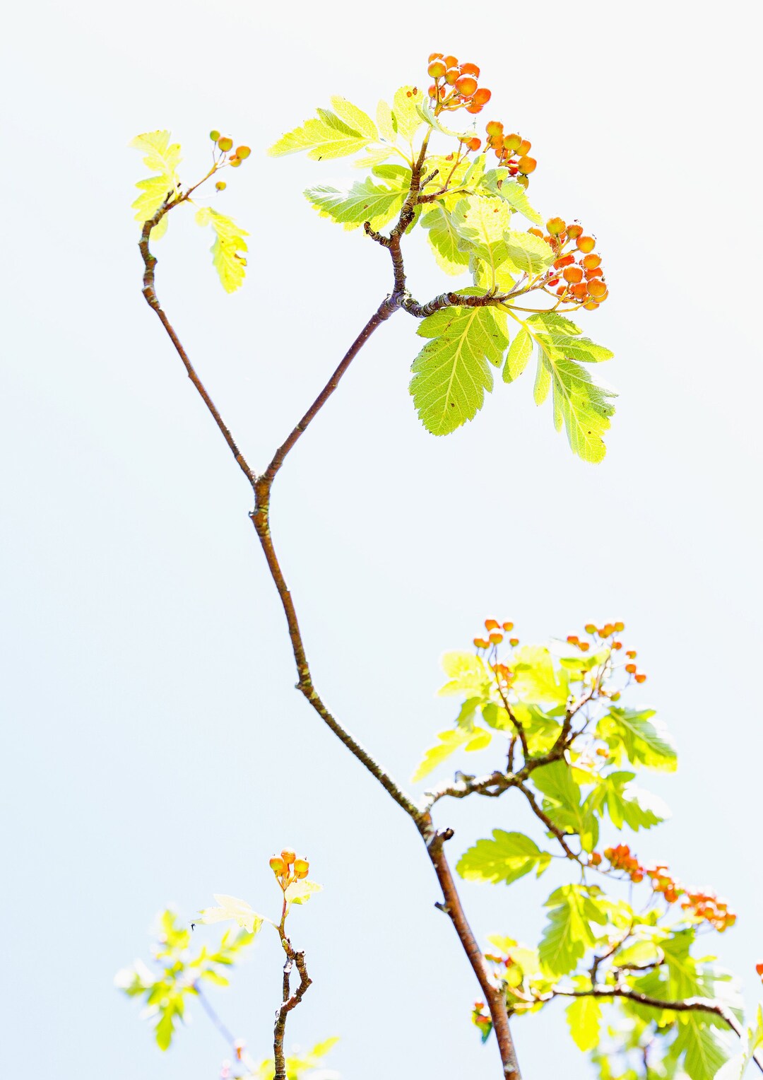 Rowan Tree Abstract Digital Download - Etsy