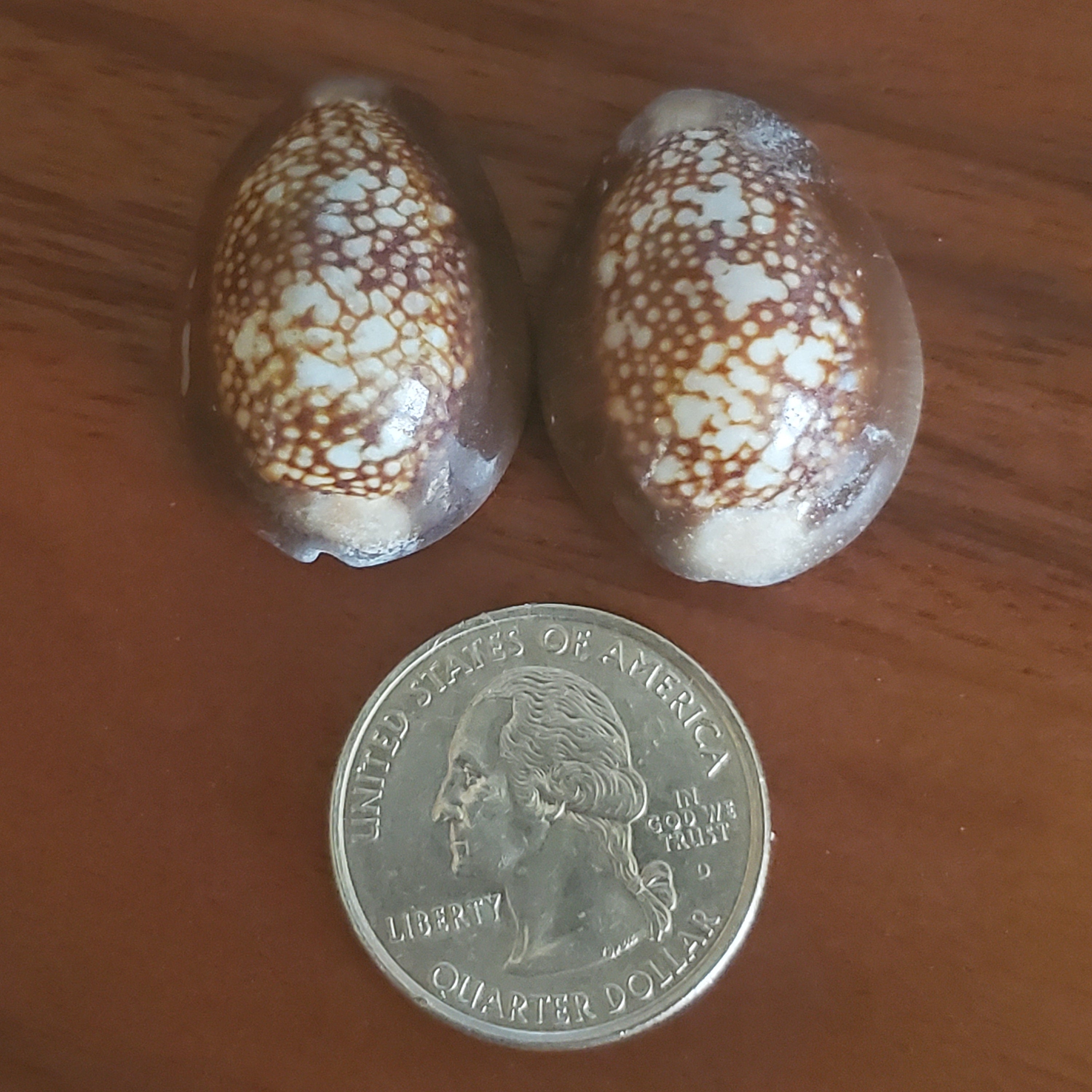 Two Natural Hawaiian Cowrie Shells found in Oahu