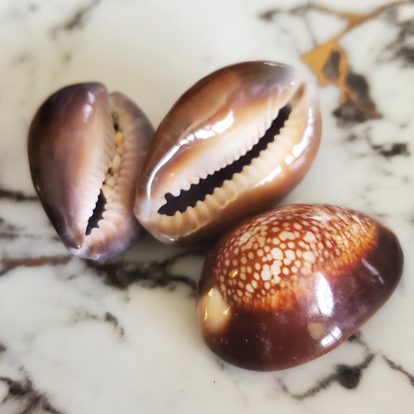 Hawaiian Cowrie Shells - Etsy