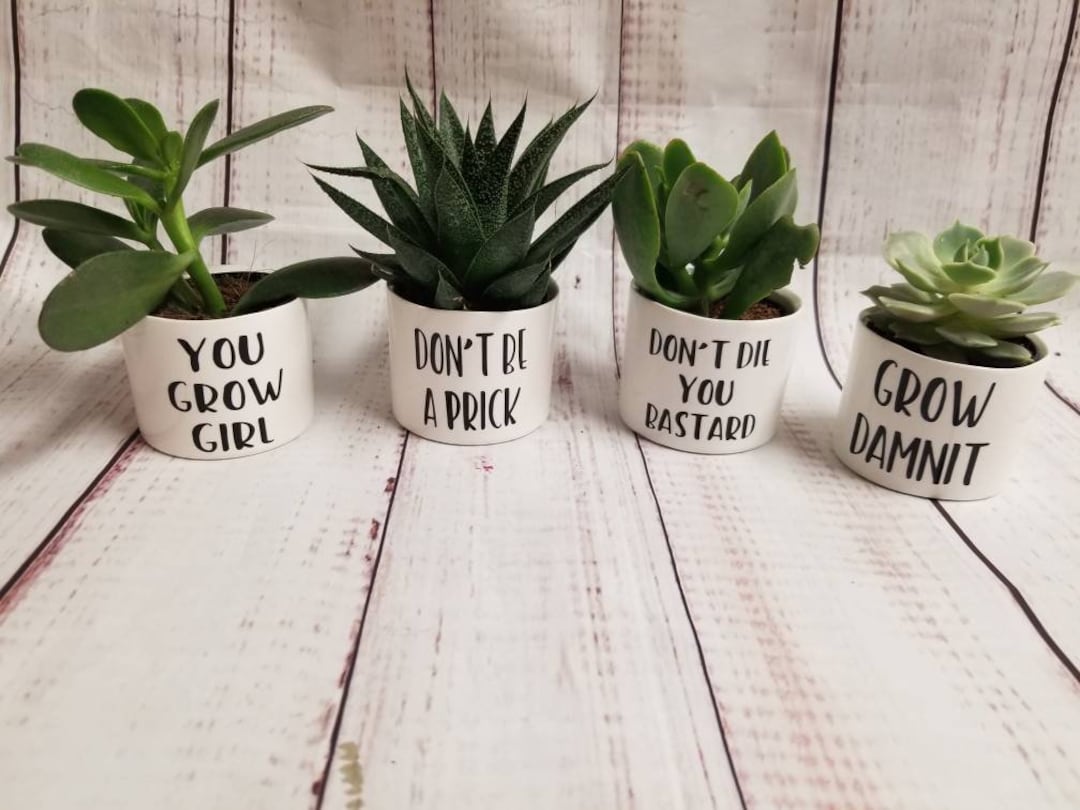 Set of 4 - Punny Plant Pots | Succulent Pots | Plants NOT Included ...