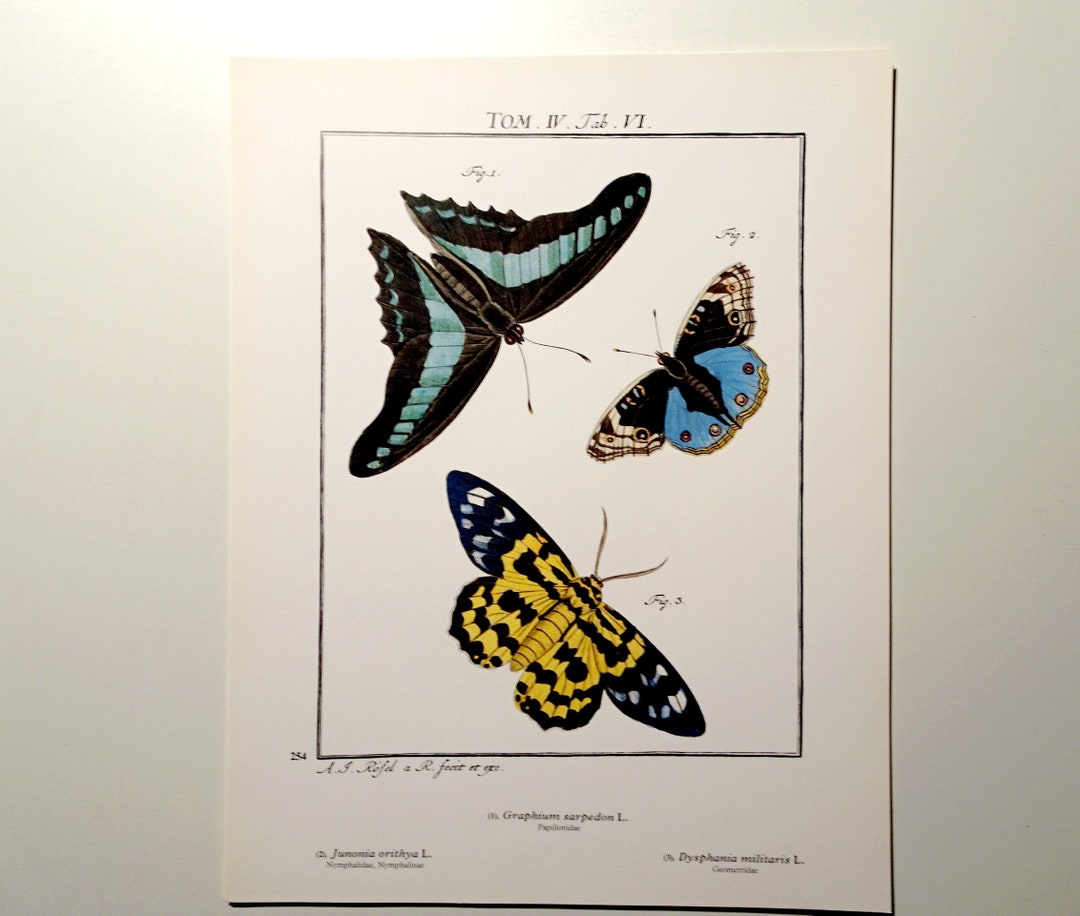 Butterfly Print. Insects Illustration. Entomology Pint. - Etsy