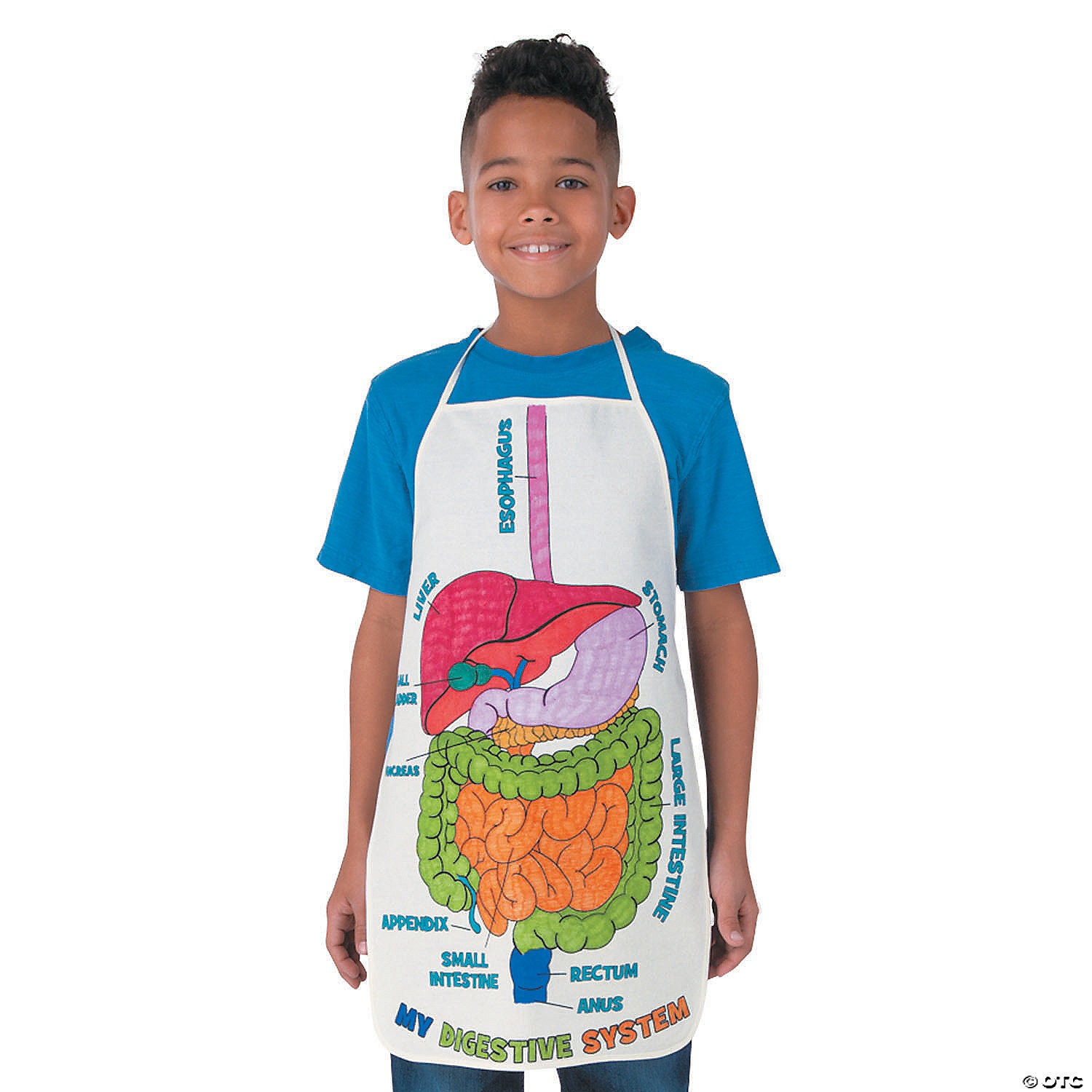 Color Your Own Aprons for Kids Digestive System Great for - Etsy