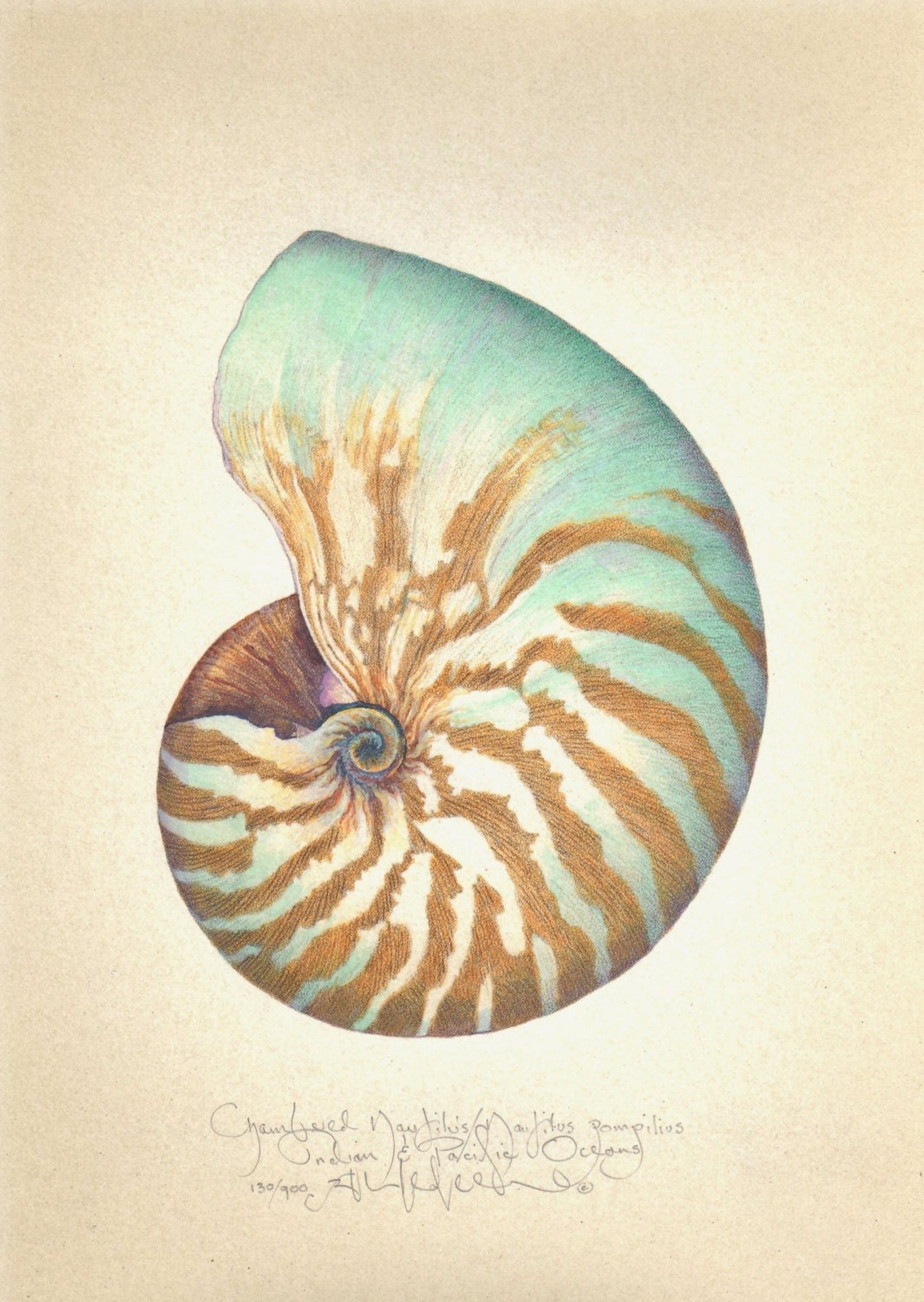 CHAMBERED NAUTILUS Seashell Sea Shell Hand Worked Limited Edition ...
