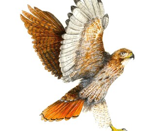 Red Tailed Hawk Art - Etsy