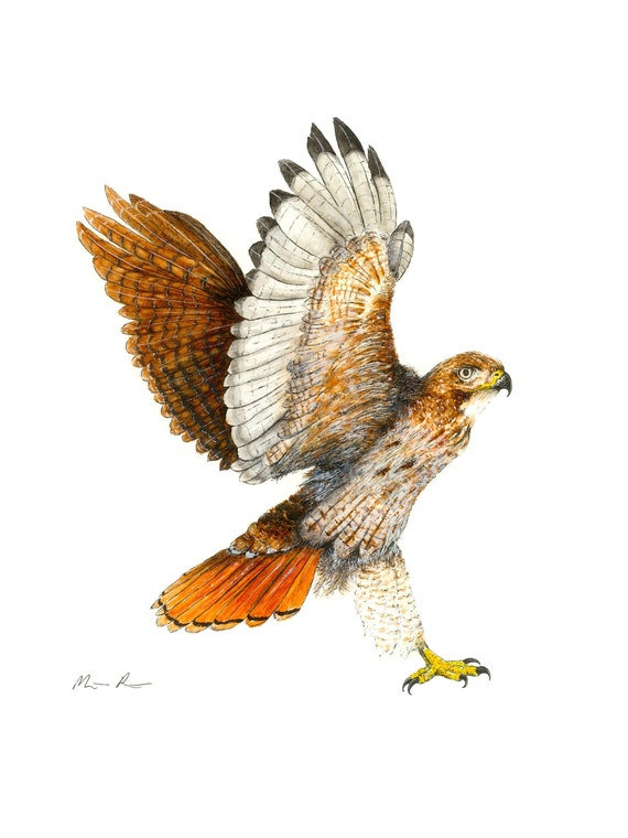 Hawk Flying Sketch